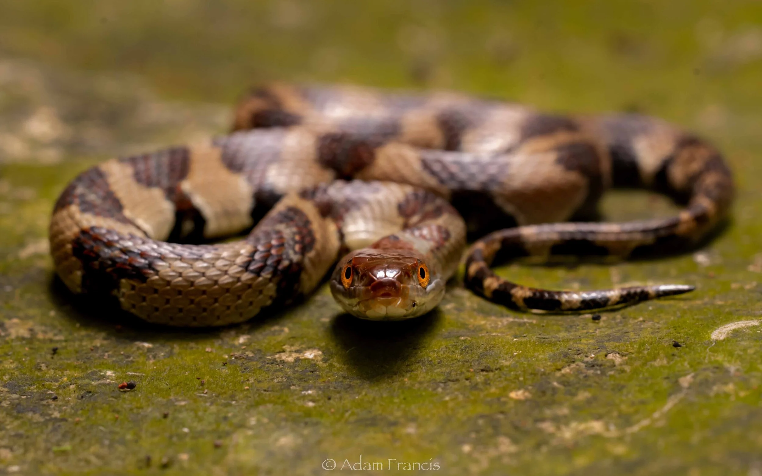 Diamond-backed Water Snake - Trimerodytes aequifasciatus ...