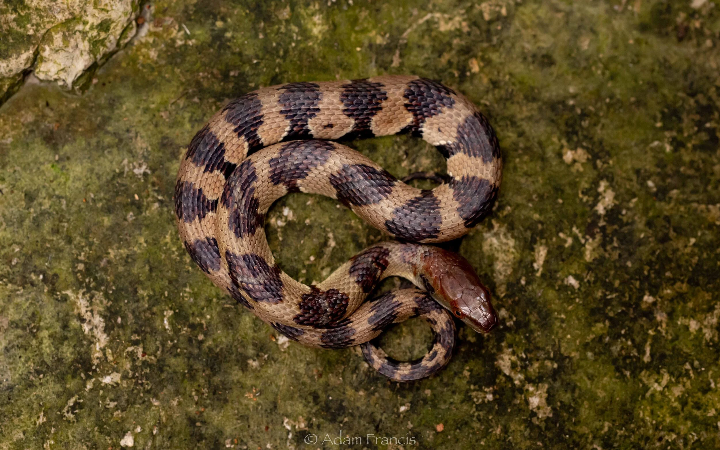 Diamond-backed Water Snake - Trimerodytes aequifasciatus ...