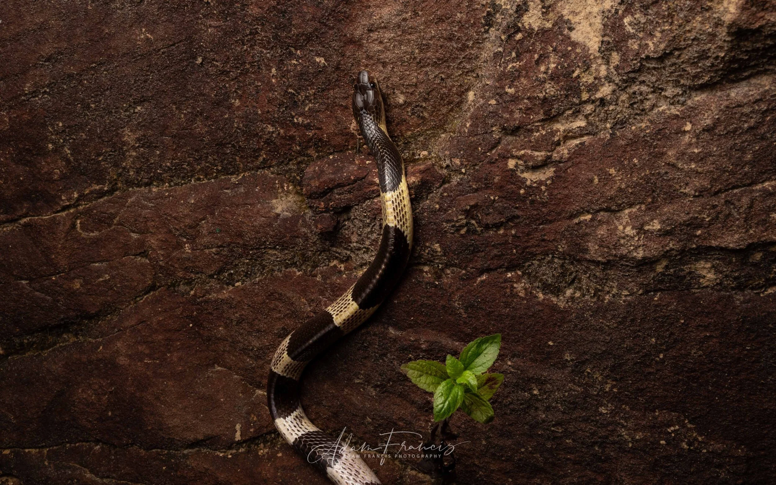 Malayan Krait - Bungarus candidus — HongKongSnakeID.com