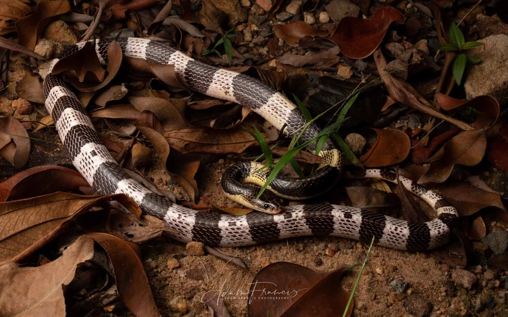 Blue Krait