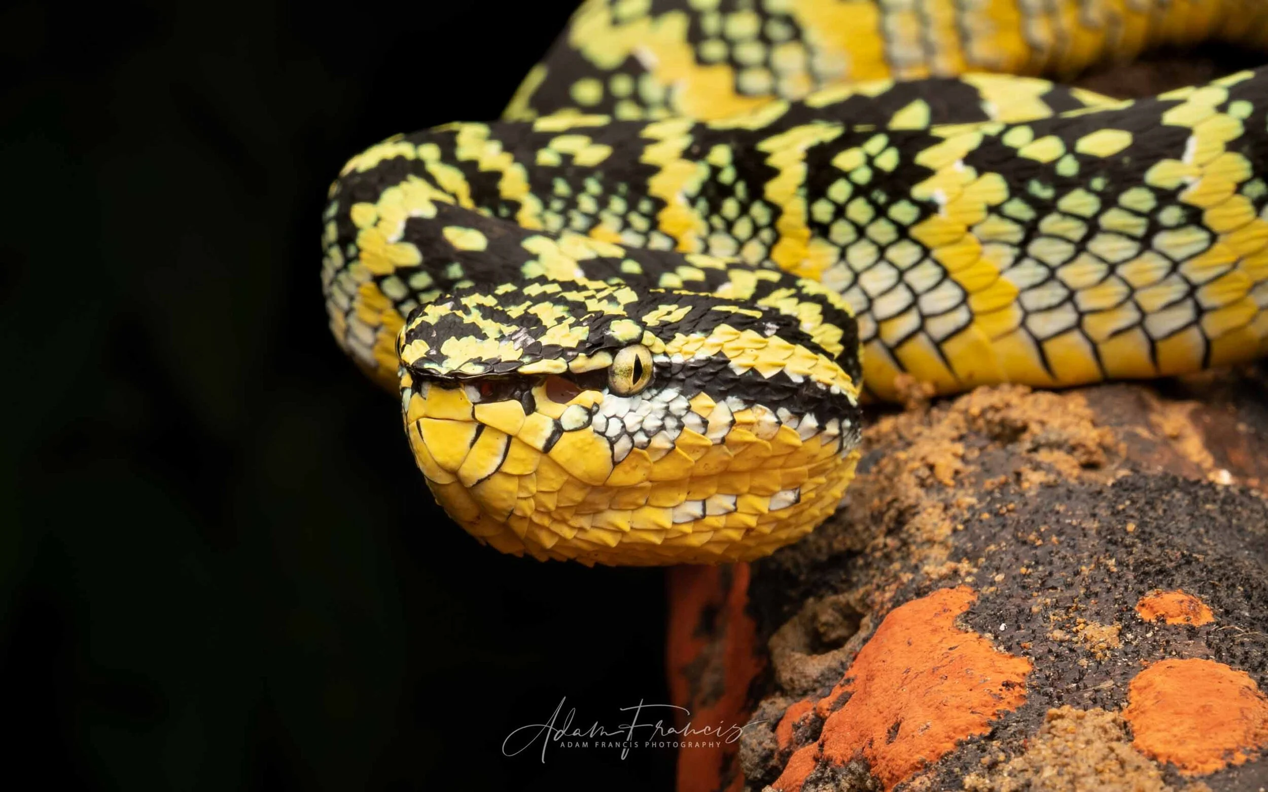 Wagler's Pit Viper - Tropidolaemus wagleri — HongKongSnakeID.com