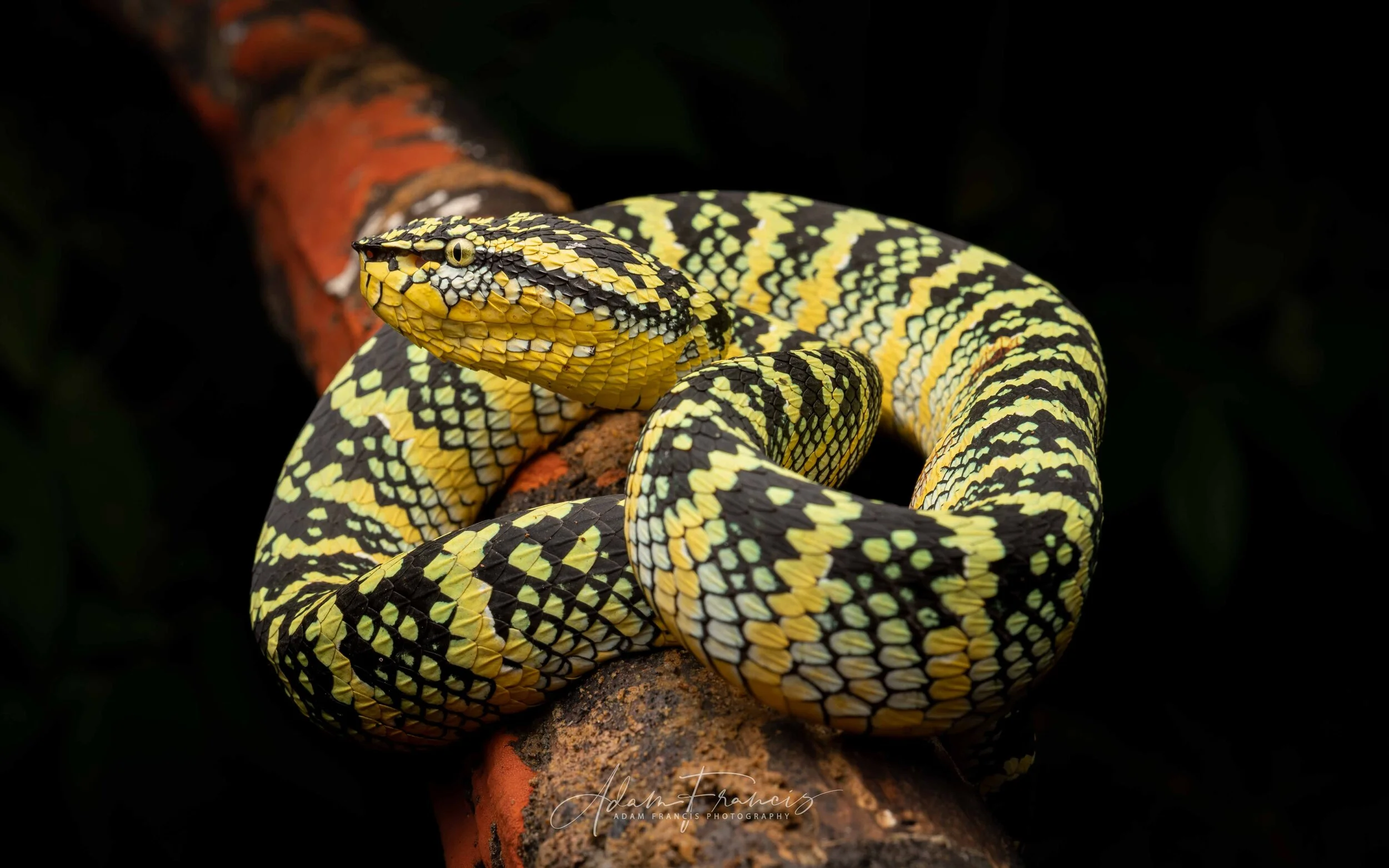 Wagler's Pit Viper - Tropidolaemus wagleri — HongKongSnakeID.com