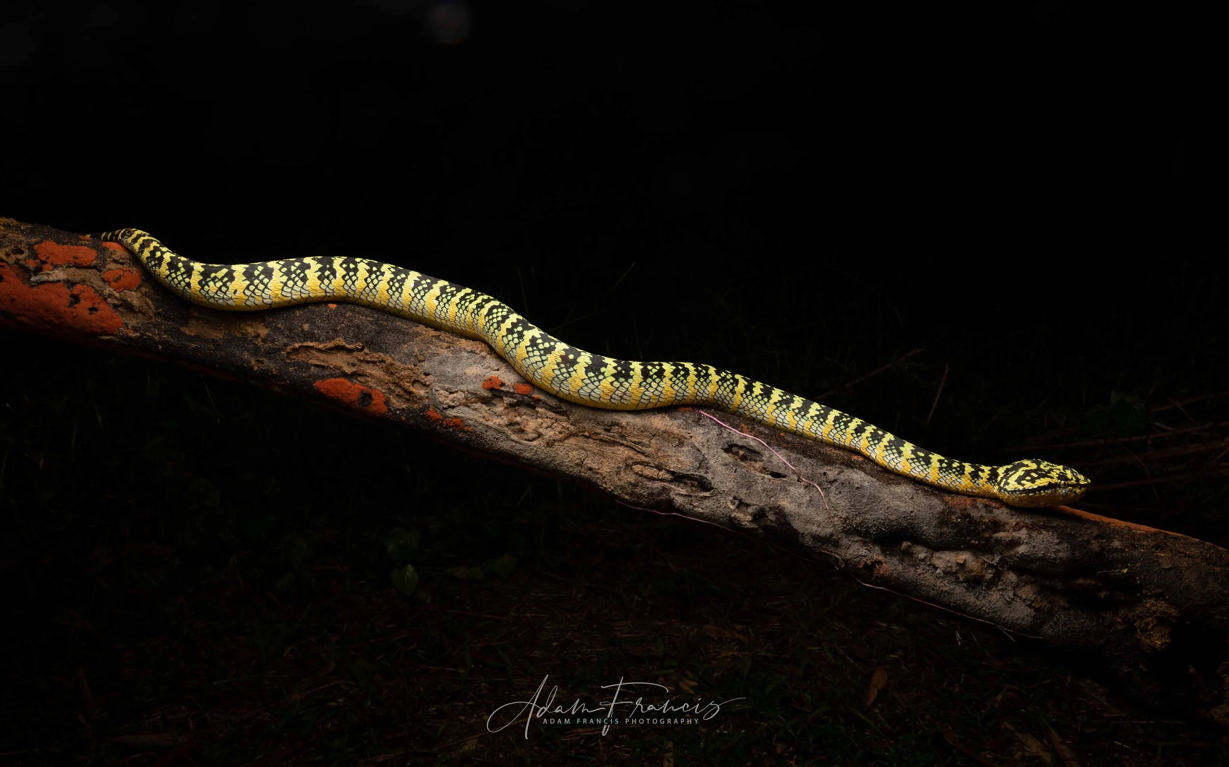 Wagler's Pit Viper - Tropidolaemus wagleri — HongKongSnakeID.com