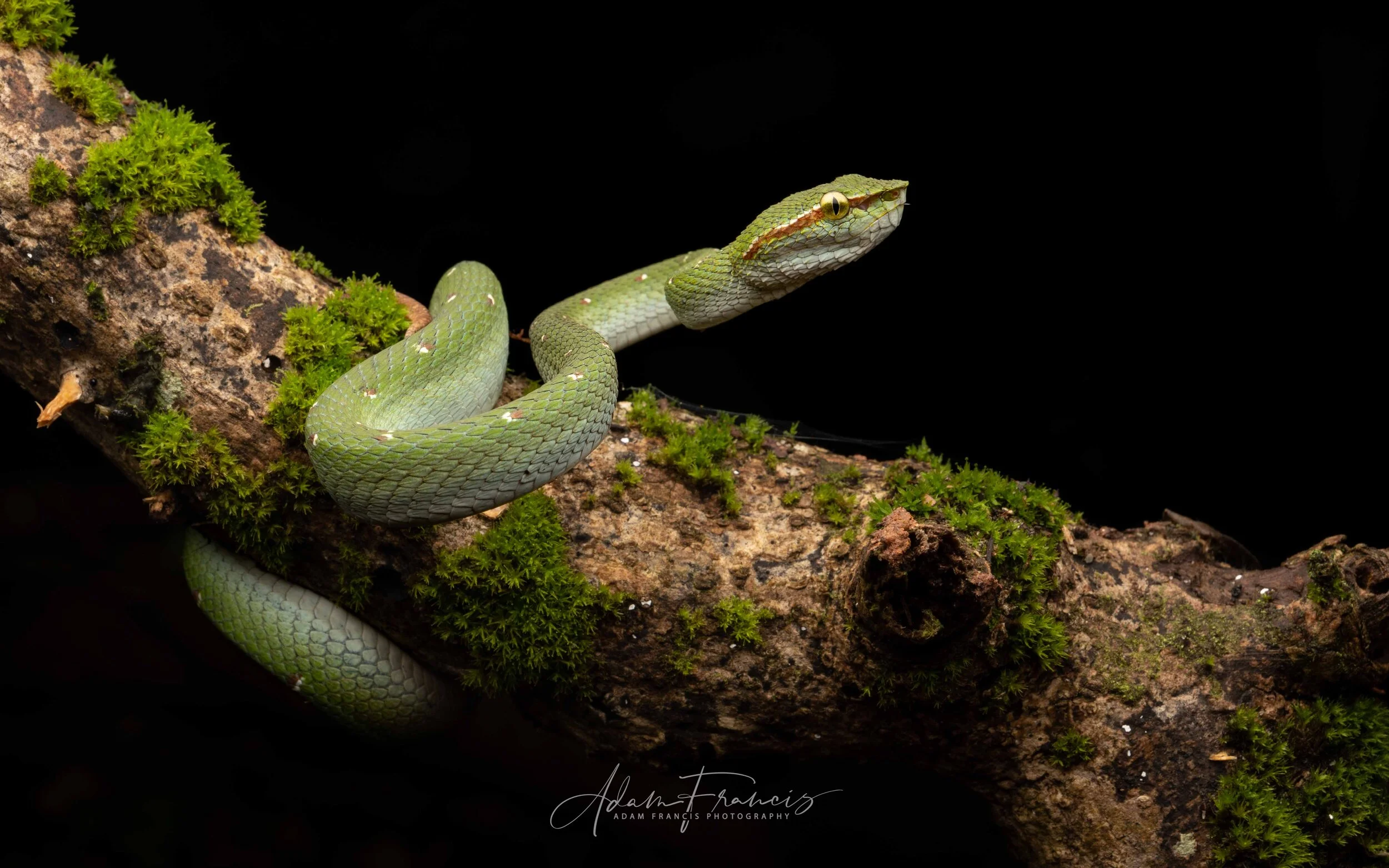Wagler's Pit Viper - Tropidolaemus wagleri — HongKongSnakeID.com