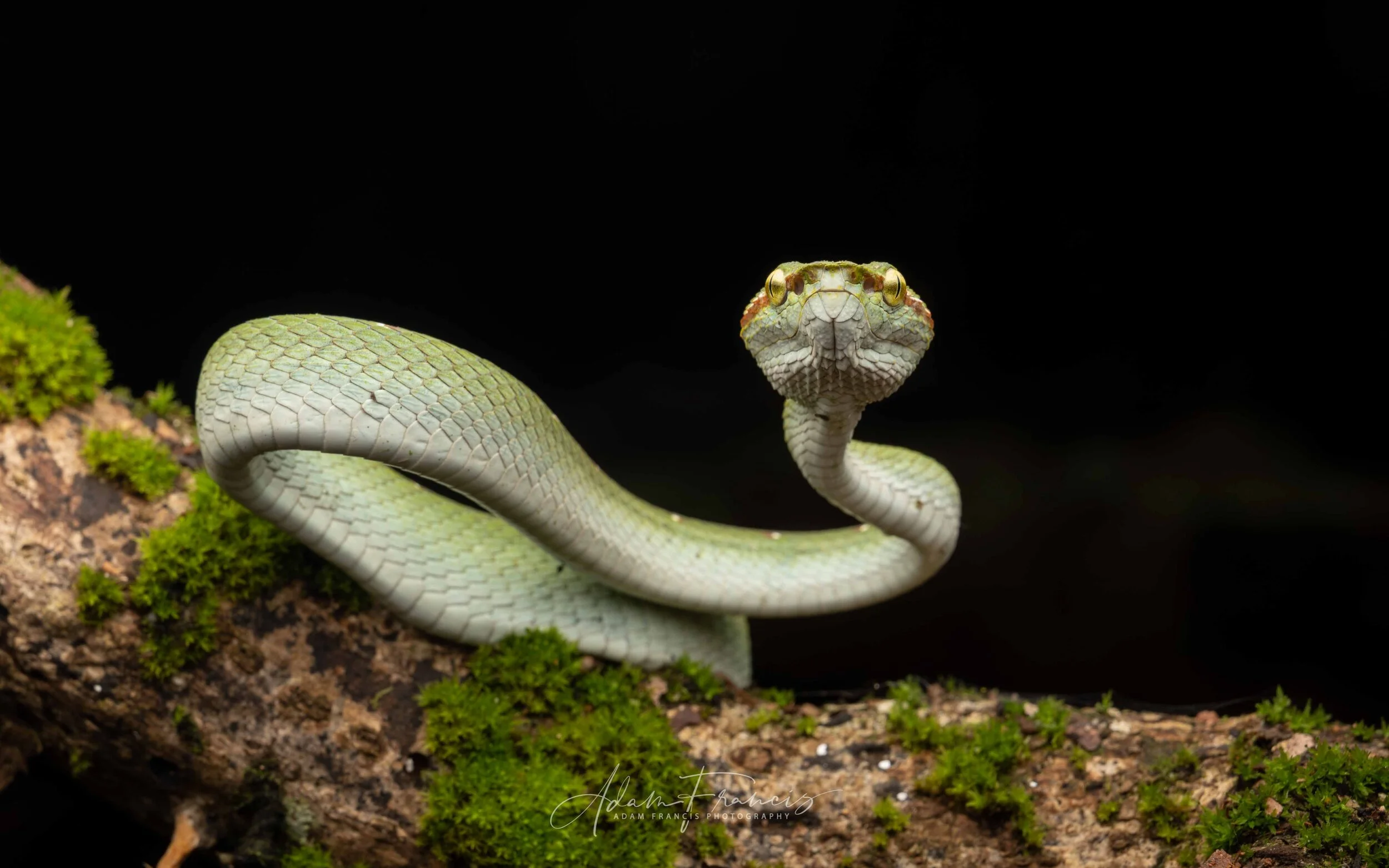 Wagler's Pit Viper - Tropidolaemus wagleri — HongKongSnakeID.com