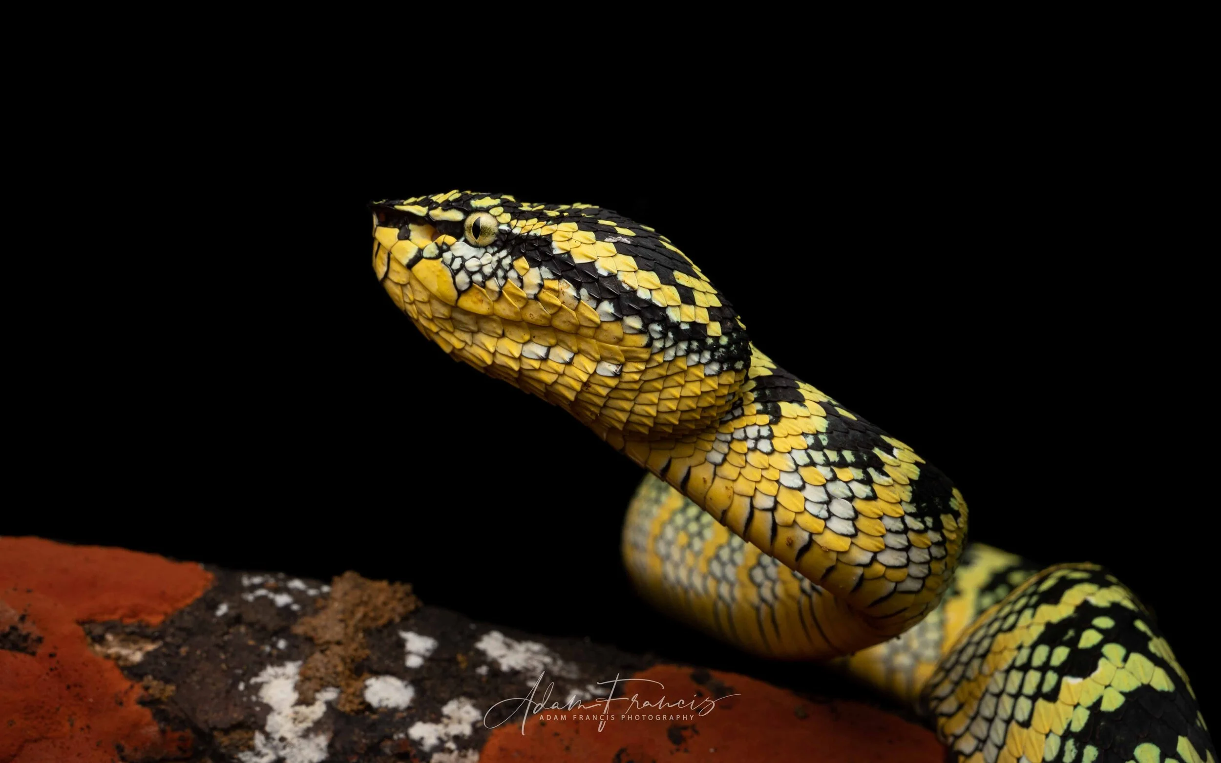 Asia Snake Species — HongKongSnakeID.com