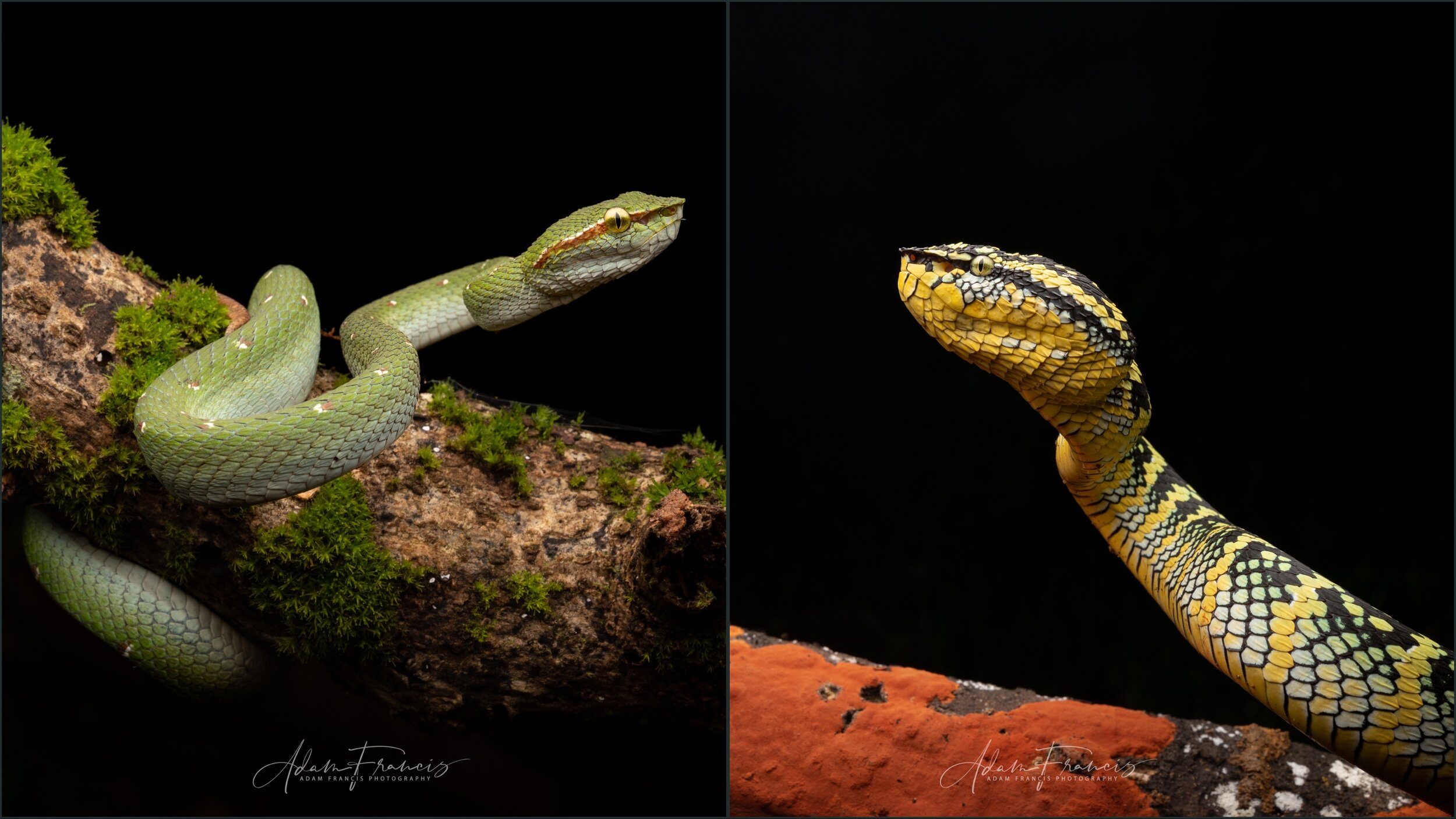 Wagler's Pit Viper - Tropidolaemus wagleri — HongKongSnakeID.com