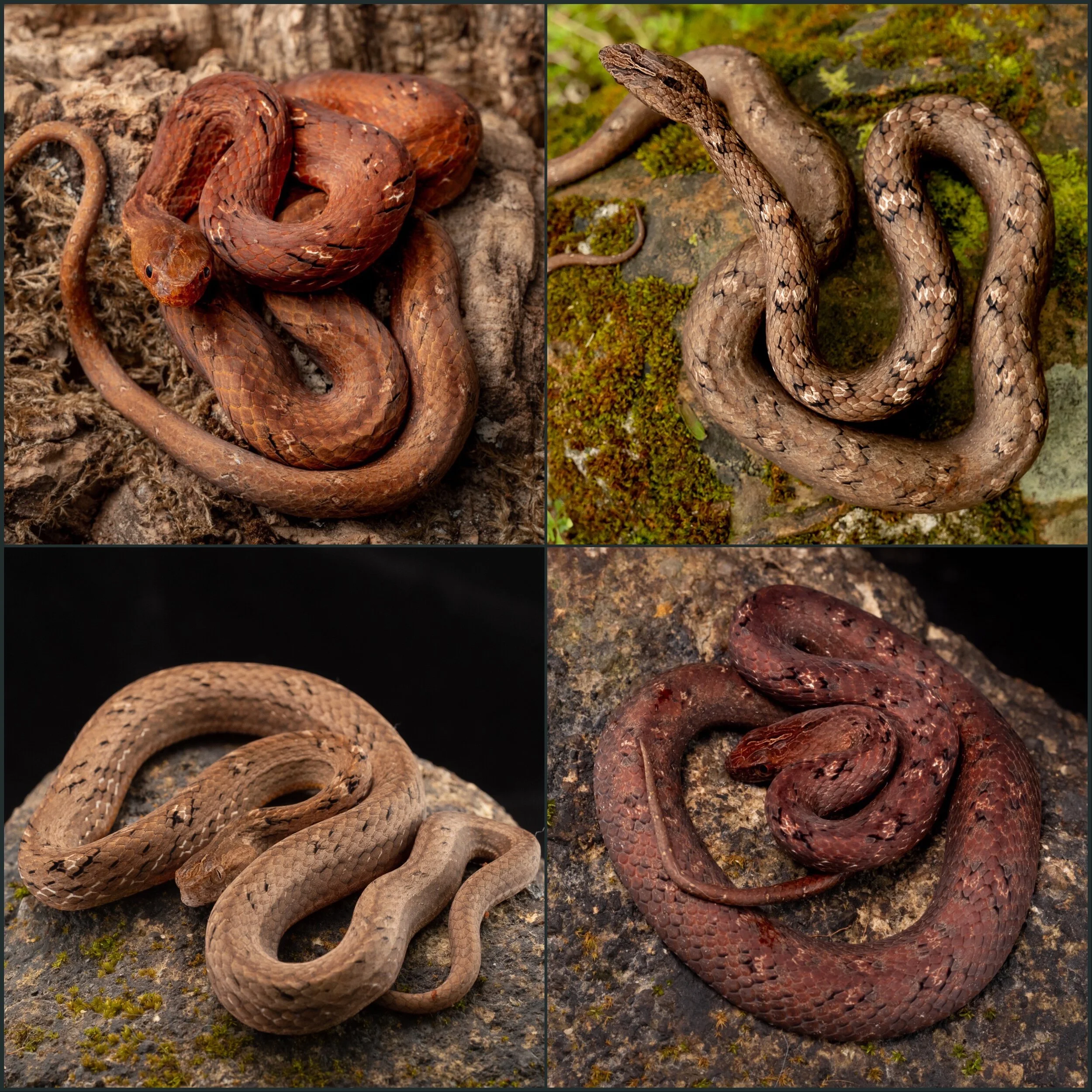 Hong Kongs Venomous Snake Species — HongKongSnakeID.com