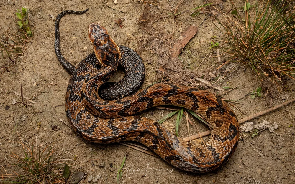 Cottonmouth Water Moccasin
