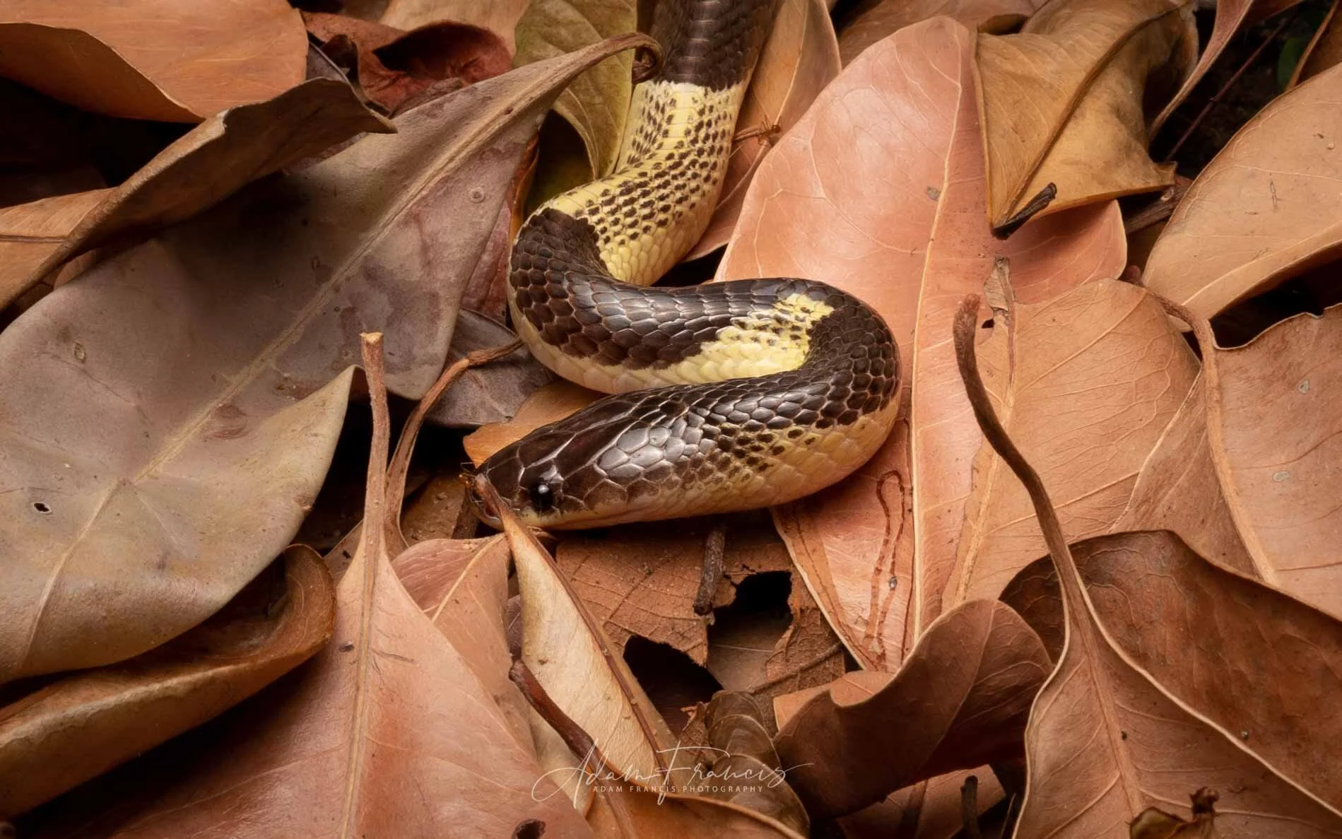 Malayan Krait - Bungarus candidus — HongKongSnakeID.com