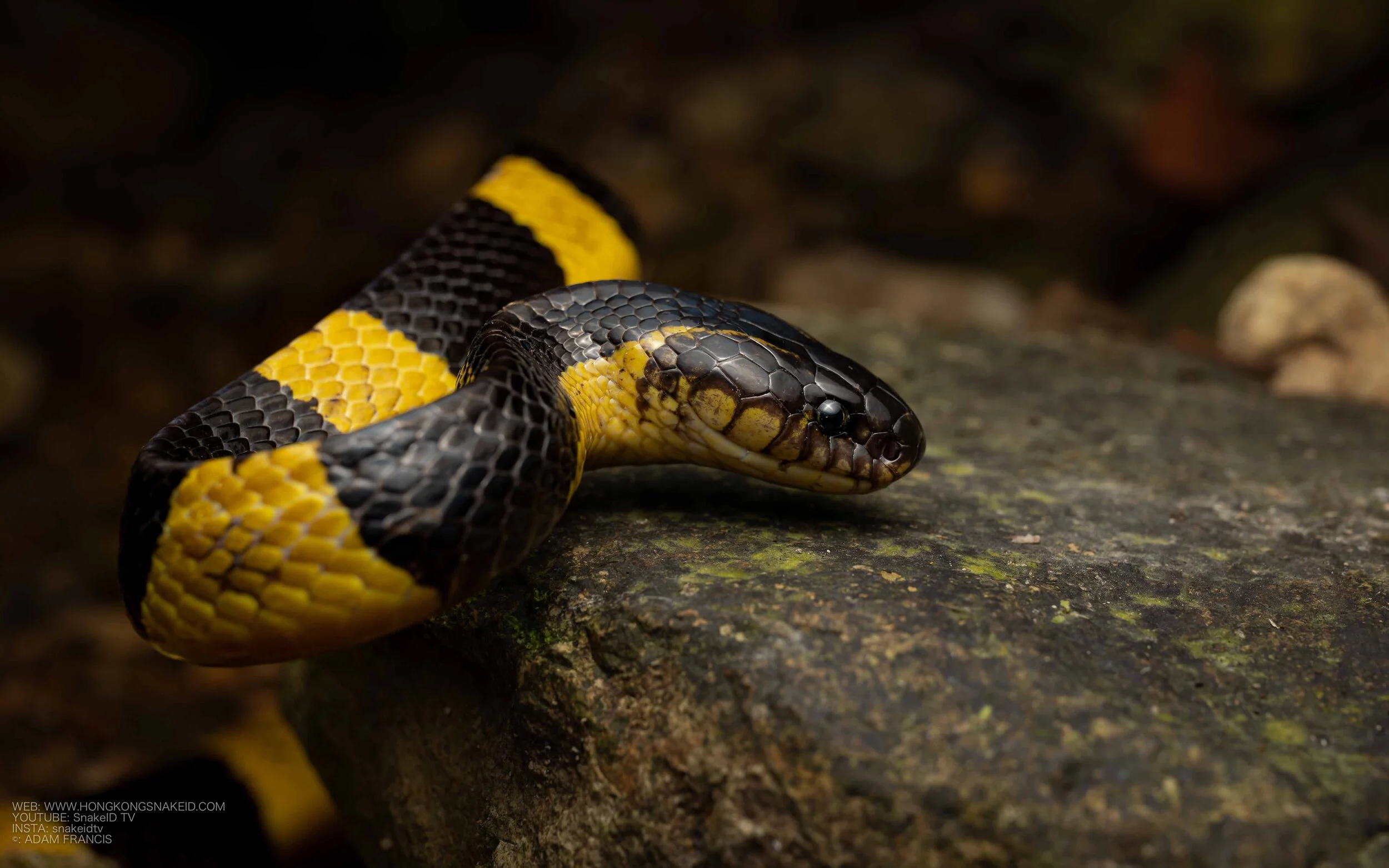 BANDED KRAIT - Bungarus fasciatus — HongKongSnakeID.com