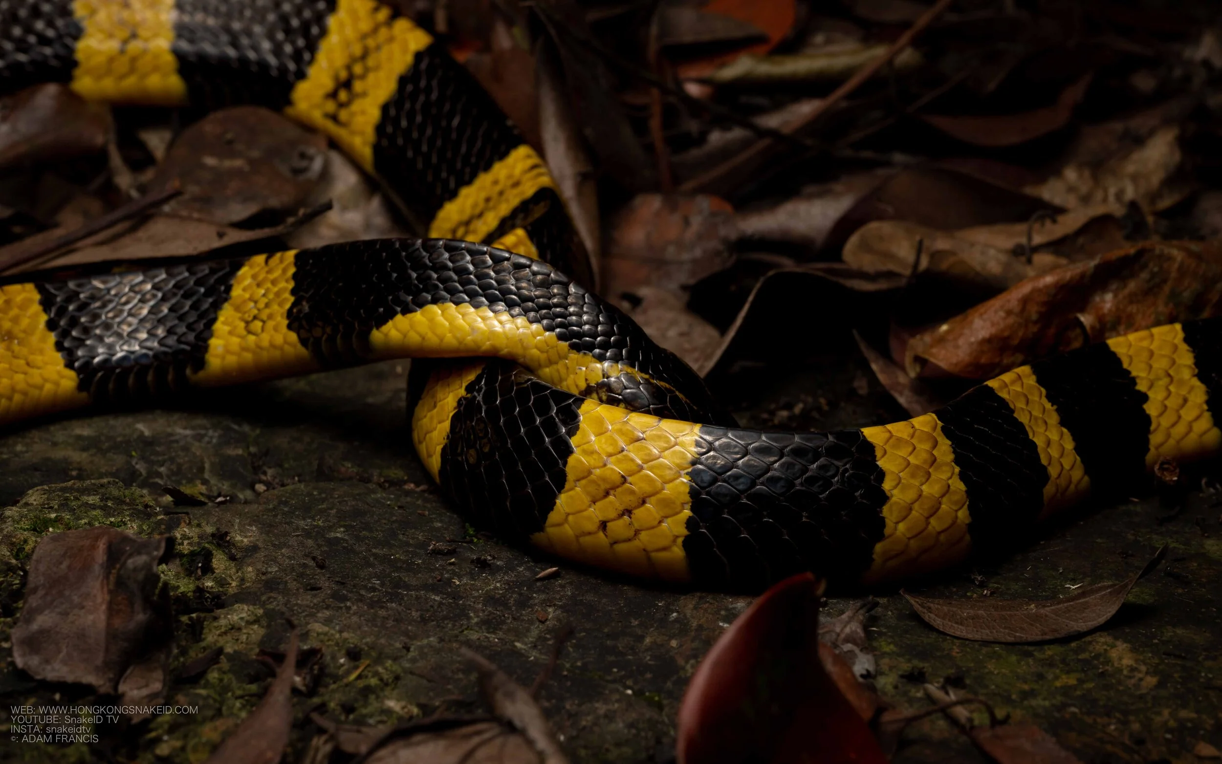 BANDED KRAIT - Bungarus fasciatus — HongKongSnakeID.com