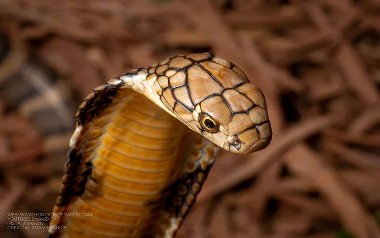 King Cobra - Ophiophagus hannah — HongKongSnakeID.com