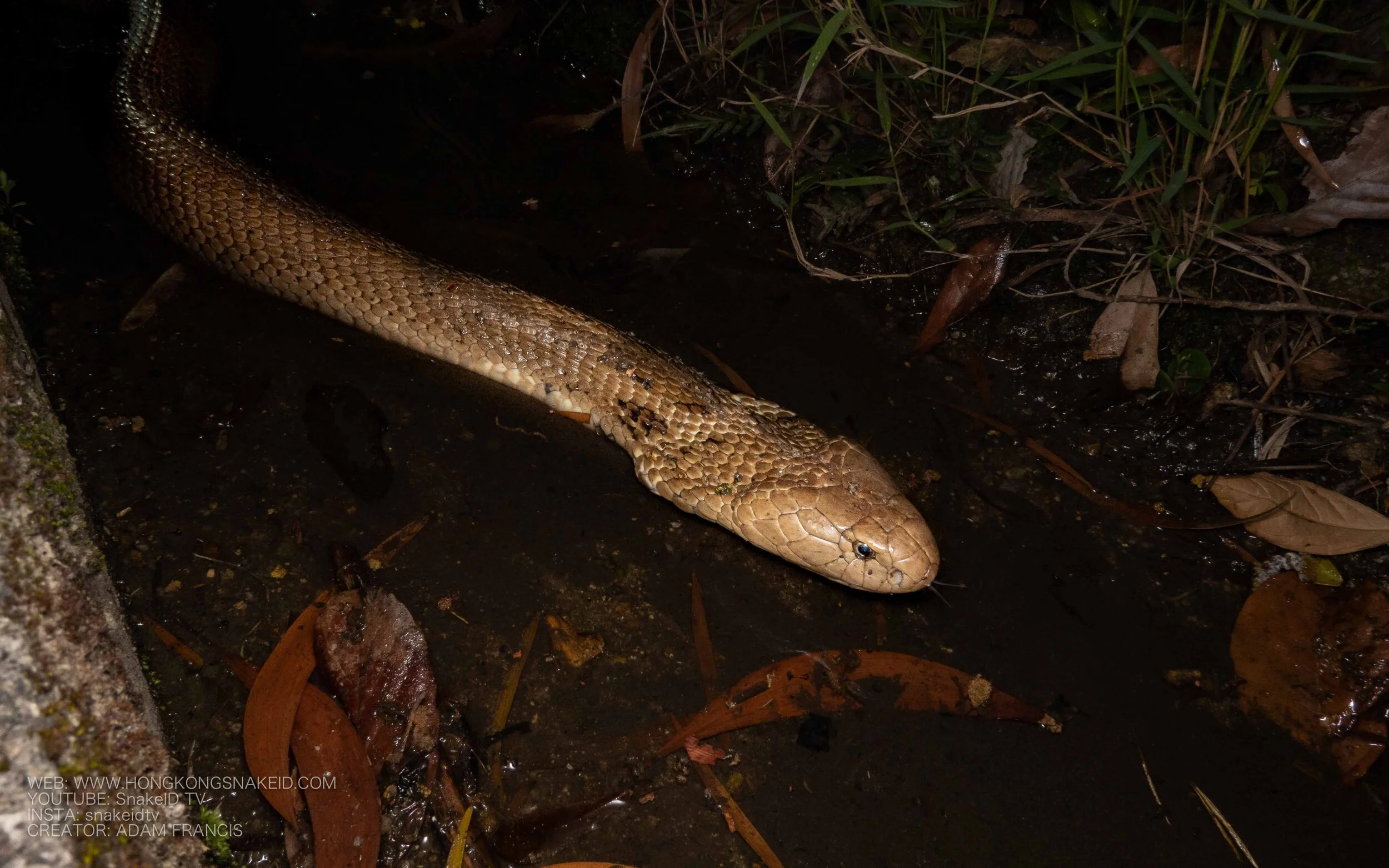 Chinese Cobra - Naja atra — HongKongSnakeID.com