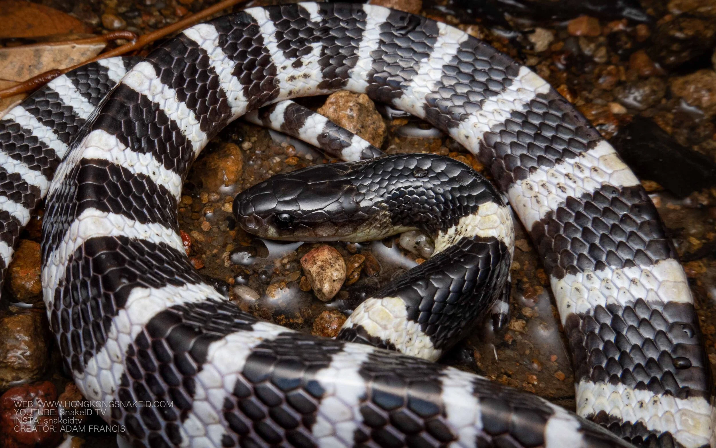 Many Banded Krait - Bungarus multicinctus — HongKongSnakeID.com