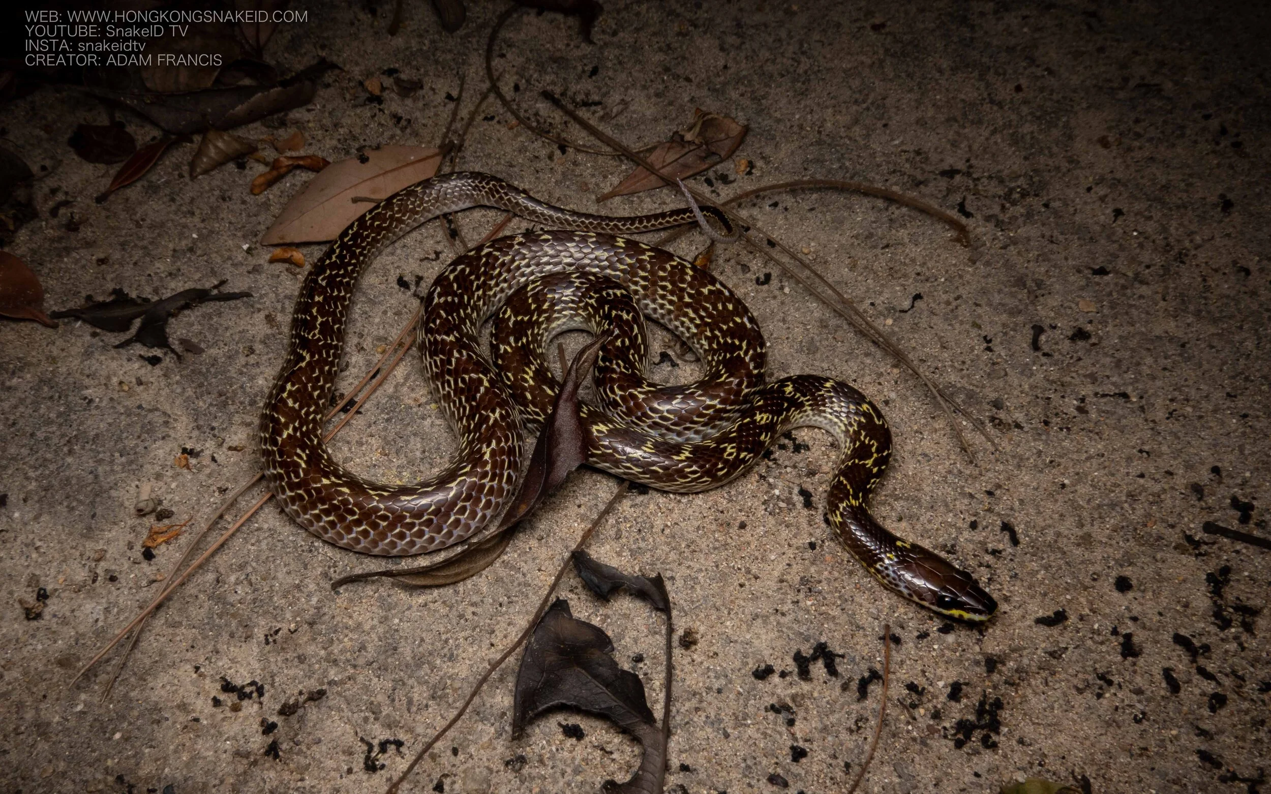 Common Wolf Snake - Lycodon capucinus — HongKongSnakeID.com