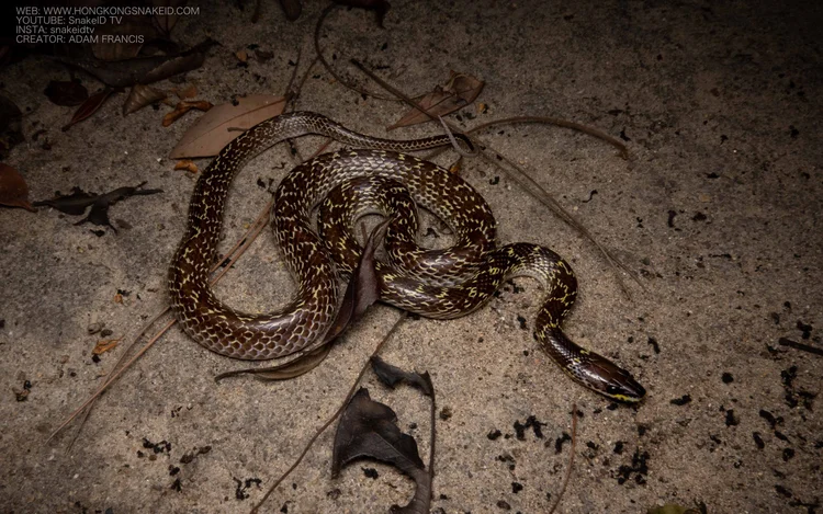 Common Wolf Snake - Lycodon capucinus — HongKongSnakeID.com