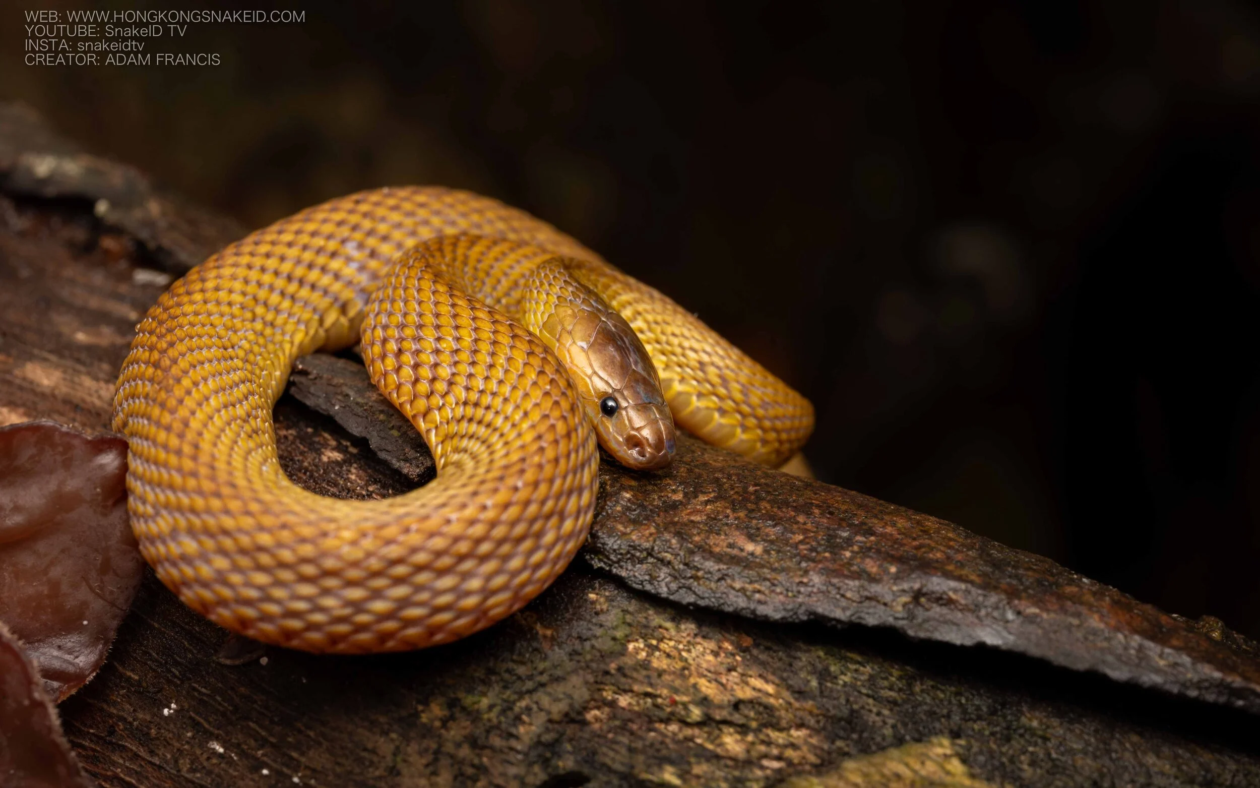 Burrowing Rufous Snake - Achalinus rufenscens — HongKongSnakeID.com