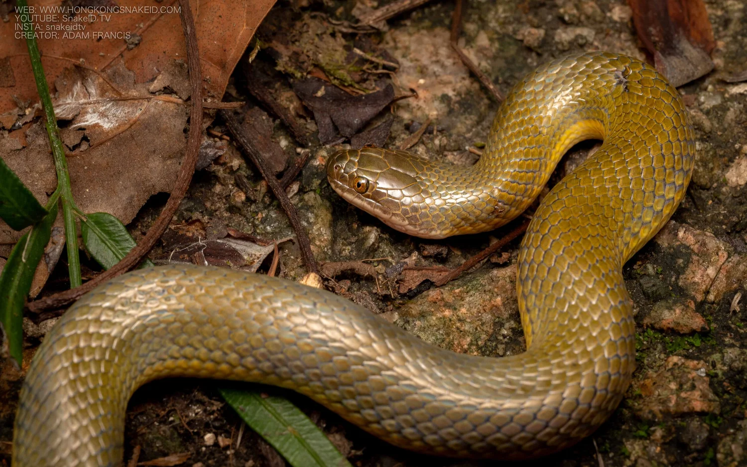 Plumbeous Water Snake - Hypsiscopus plumbea — HongKongSnakeID.com