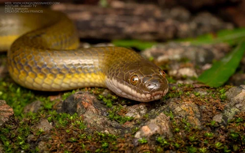Plumbeous Water Snake - Hypsiscopus plumbea — HKHERPETOFAUNA.com