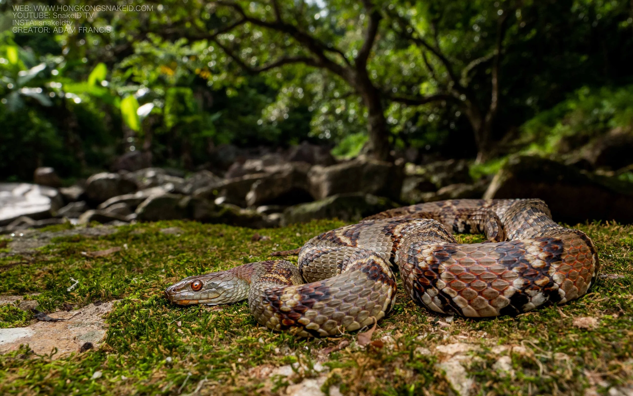 Diamond-backed Water Snake - Trimerodytes aequifasciatus ...