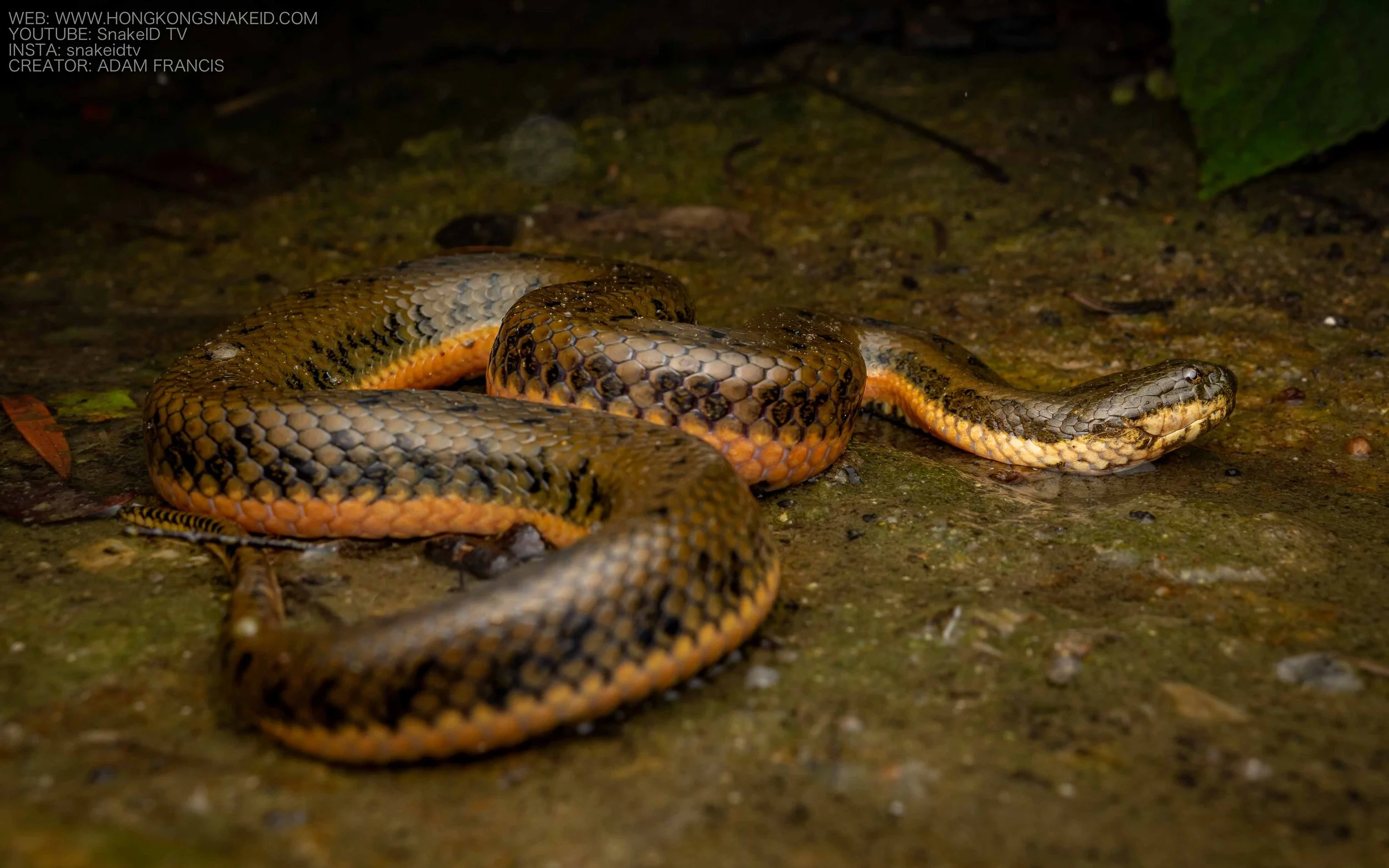 Chinese Water Snake - Enhydris chinensis — HongKongSnakeID.com