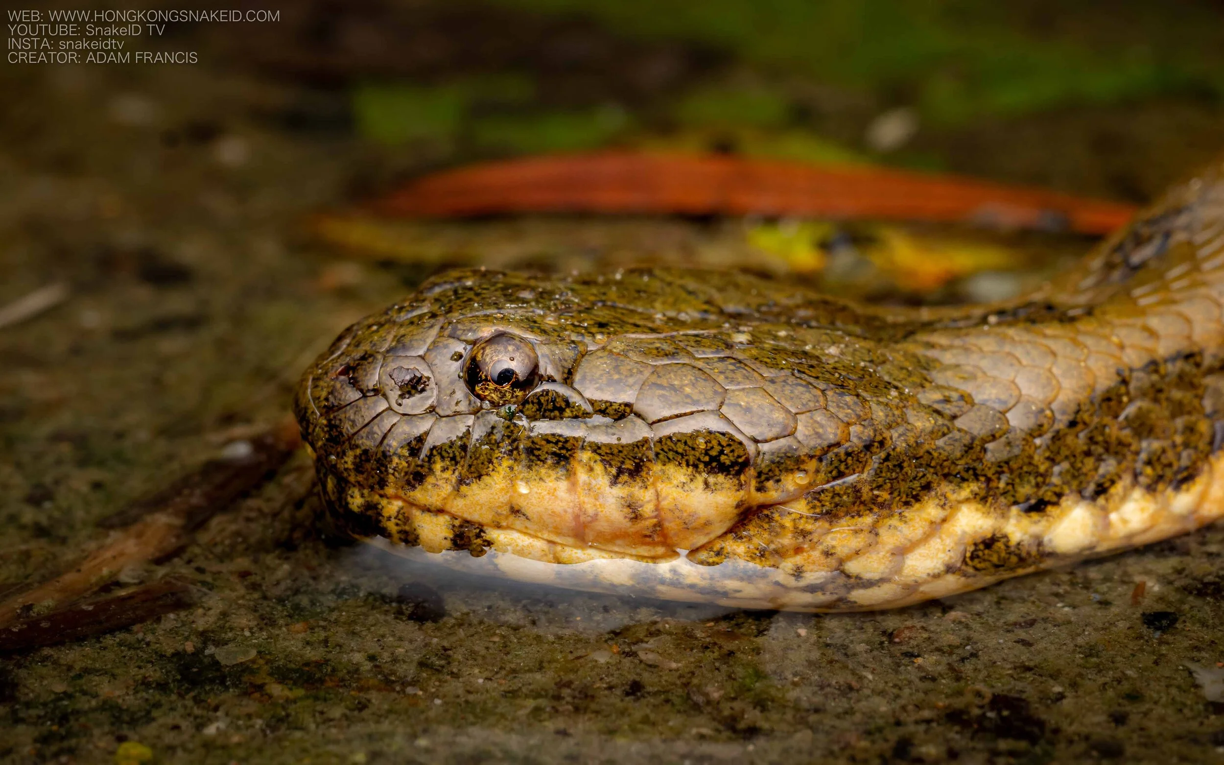 Chinese Water Snake - Enhydris chinensis — HongKongSnakeID.com