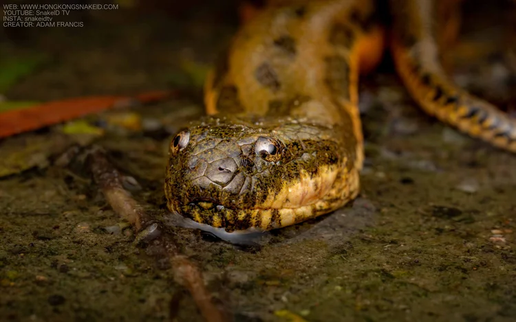 Chinese Water Snake - Enhydris chinensis — HongKongSnakeID.com