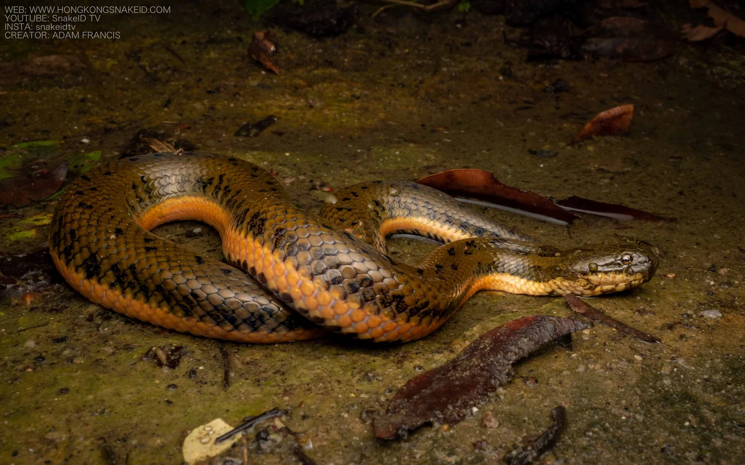 Chinese Water Snake - Enhydris chinensis — HongKongSnakeID.com