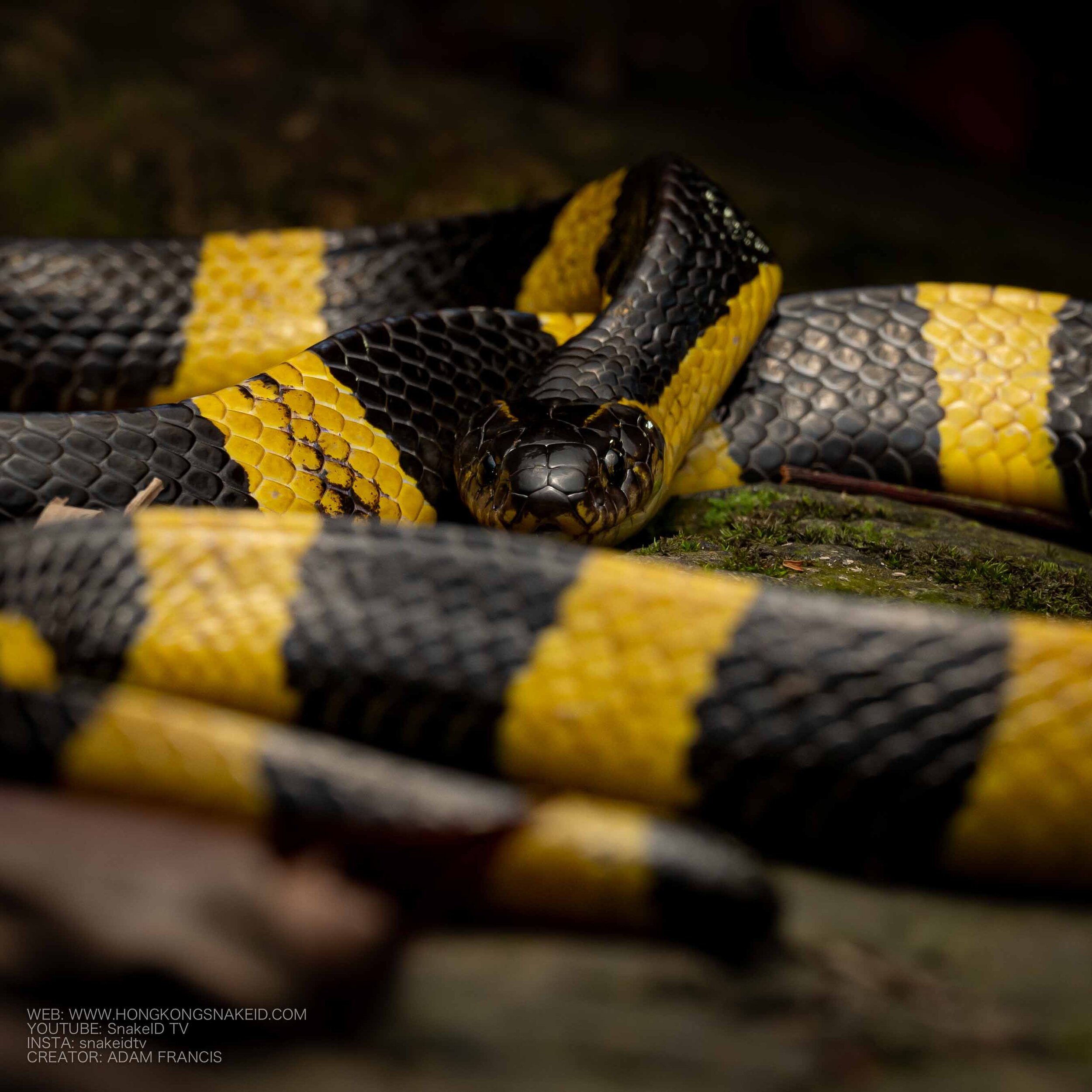 Hong Kongs Venomous Snake Species — HongKongSnakeID.com