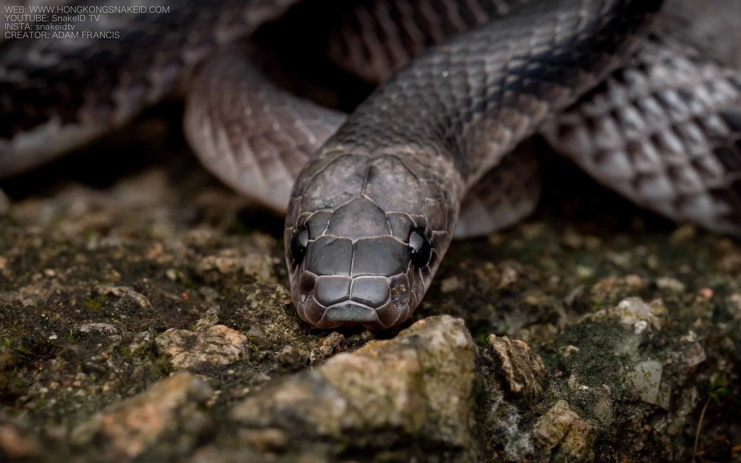 BANDED WOLF SNAKE - Lycodon maculatus — HongKongSnakeID.com
