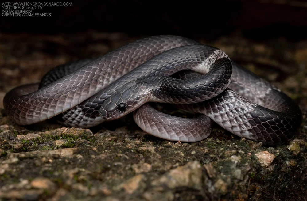 BANDED WOLF SNAKE - Lycodon maculatus — HongKongSnakeID.com