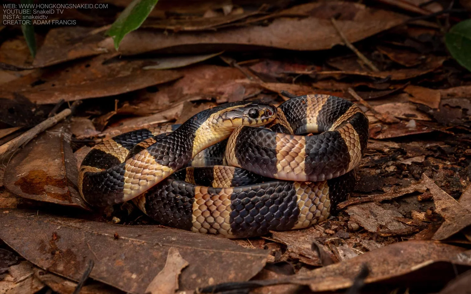 BANDED KRAIT - Bungarus fasciatus — HongKongSnakeID.com