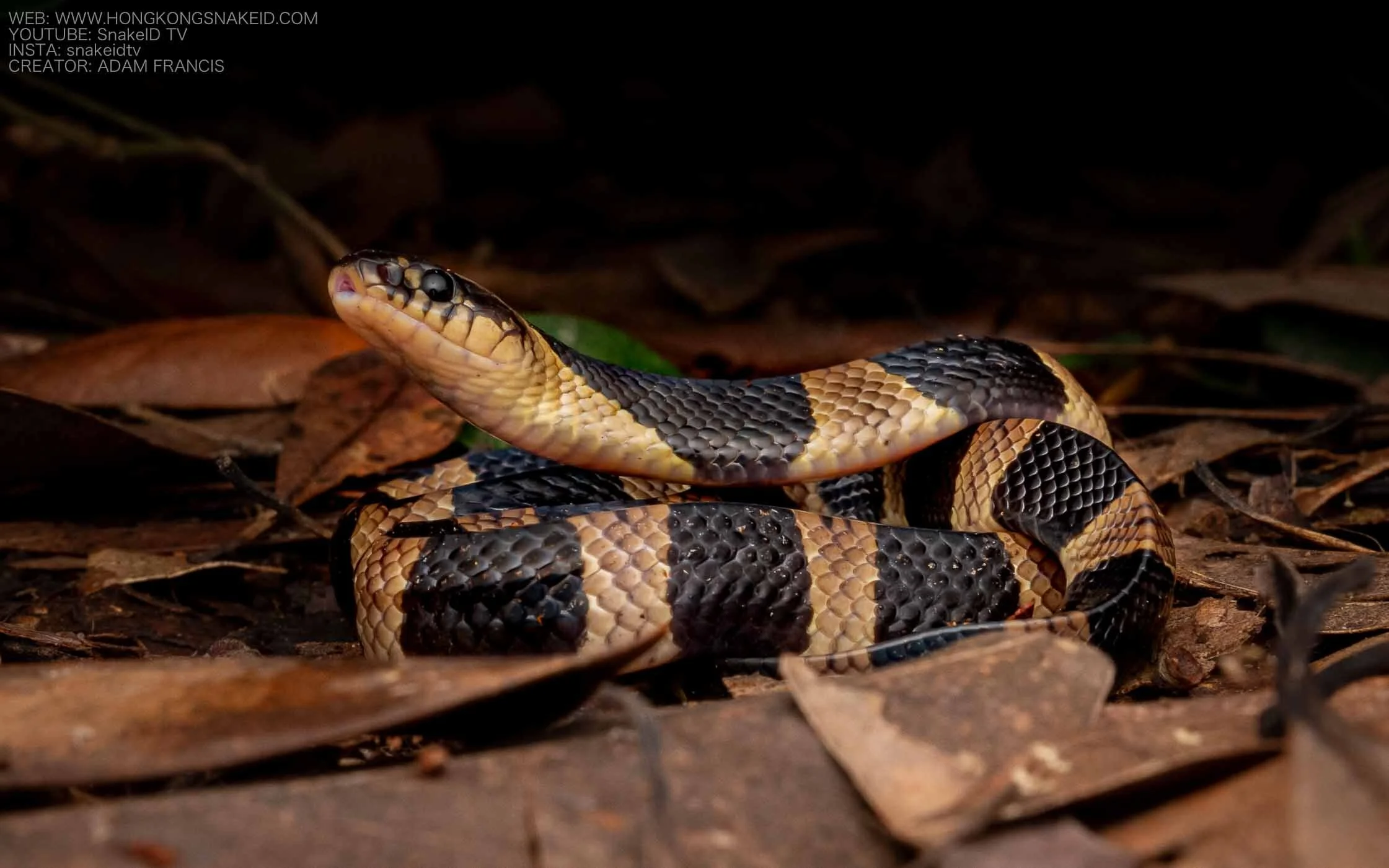 BANDED KRAIT - Bungarus fasciatus — HongKongSnakeID.com