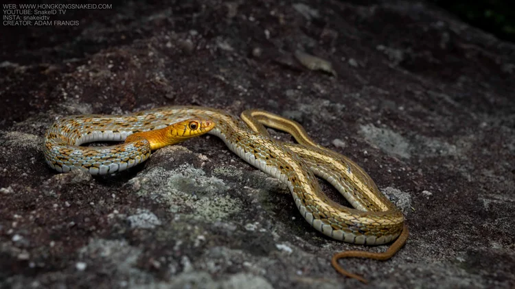 Buff-Striped Keelback - Amphiesma stolatum — HongKongSnakeID.com