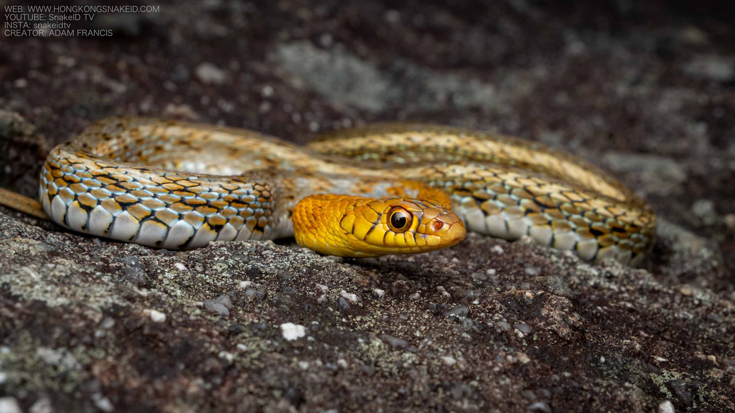 Buff-Striped Keelback - Amphiesma stolatum — HongKongSnakeID.com