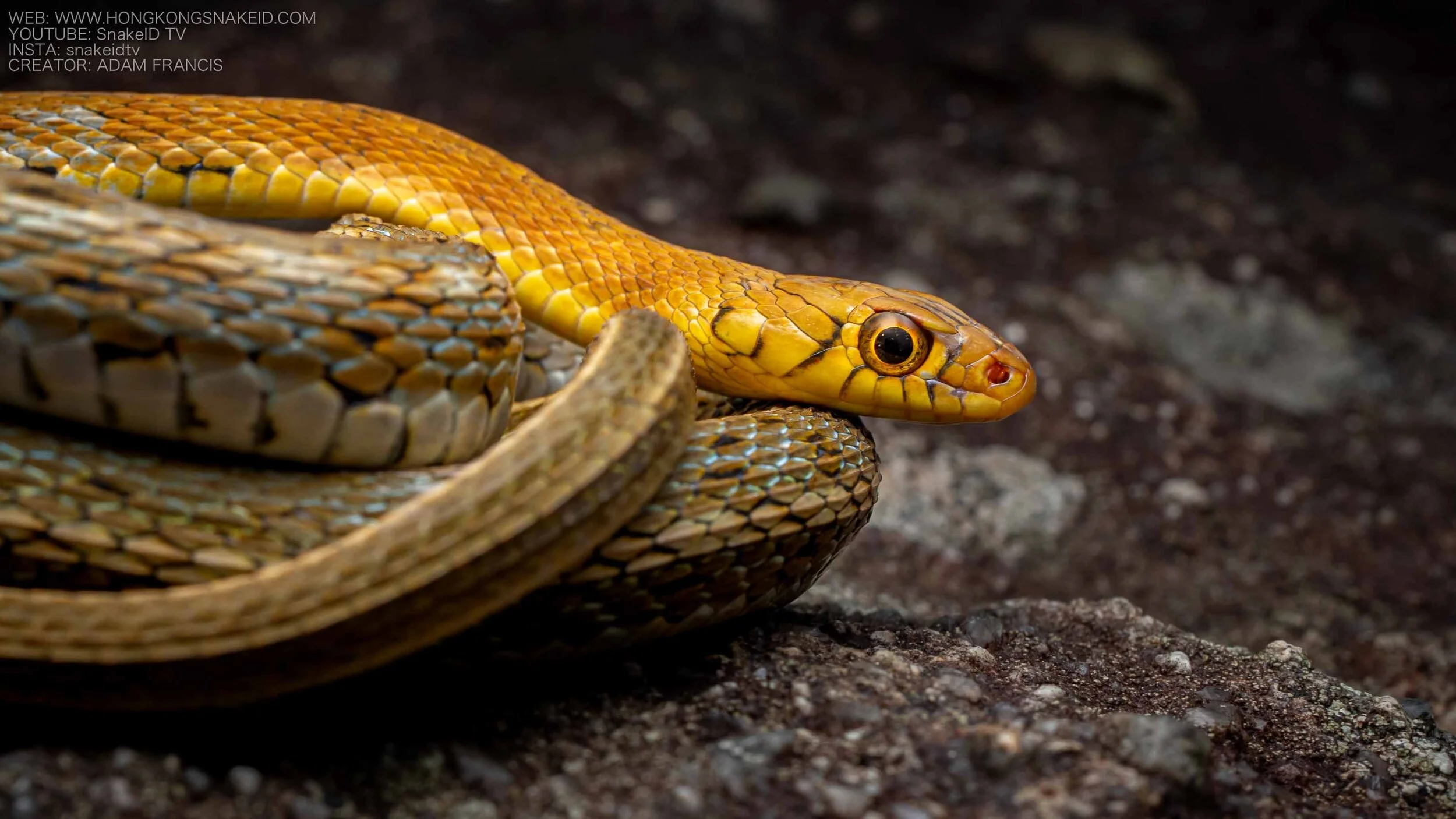 Buff-Striped Keelback - Amphiesma stolatum — HongKongSnakeID.com