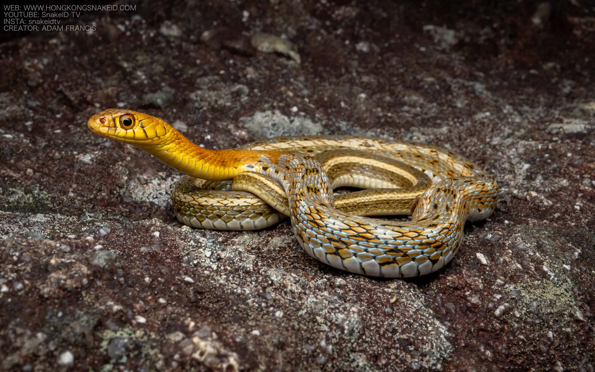Buff-Striped Keelback - Amphiesma stolatum — HongKongSnakeID.com