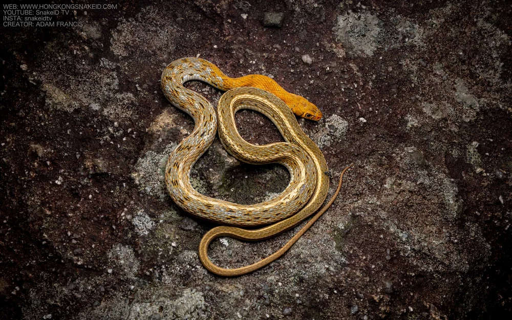 Buff-Striped Keelback - Amphiesma stolatum — HongKongSnakeID.com