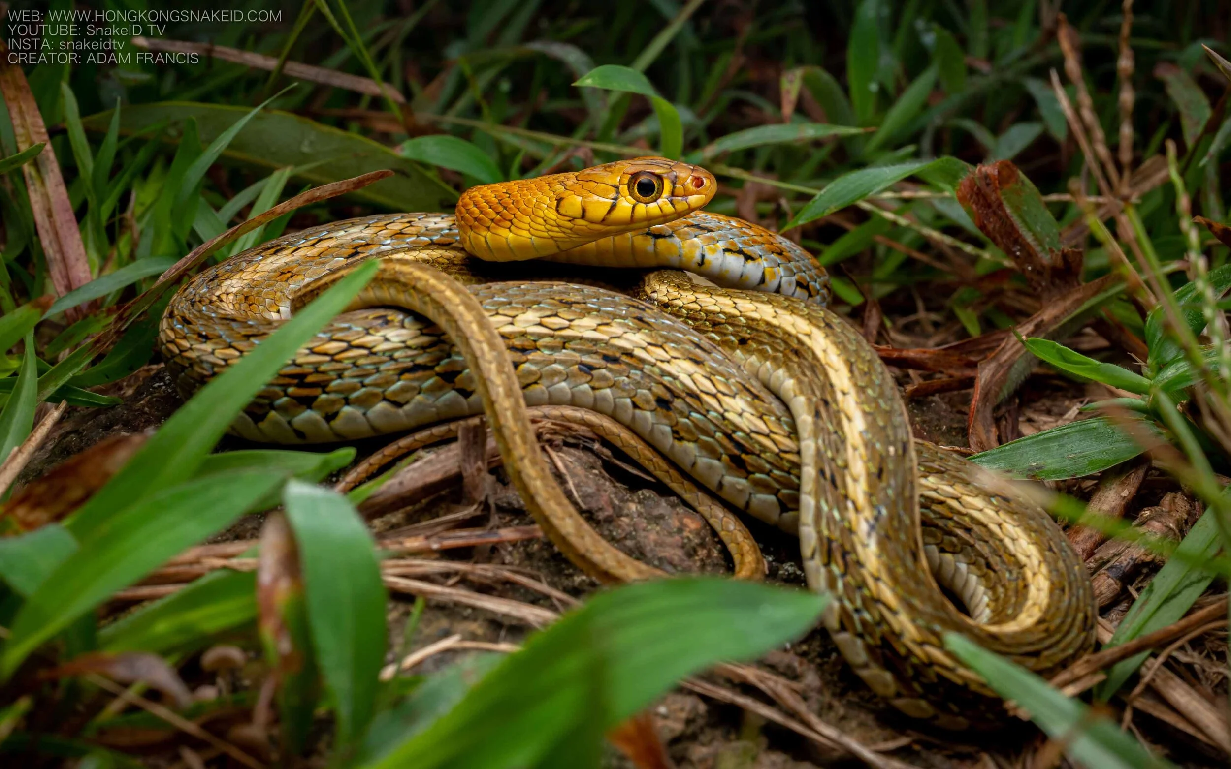 Buff-Striped Keelback - Amphiesma stolatum — HongKongSnakeID.com