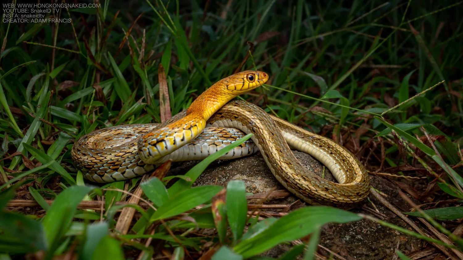 Buff-Striped Keelback - Amphiesma stolatum — HongKongSnakeID.com