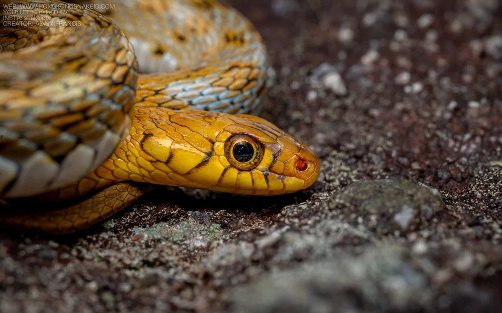 Buff-Striped Keelback - Amphiesma stolatum — HongKongSnakeID.com