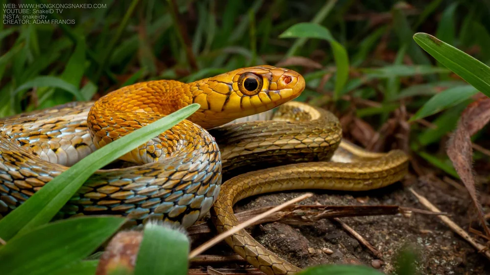 Buff-Striped Keelback - Amphiesma stolatum — HongKongSnakeID.com