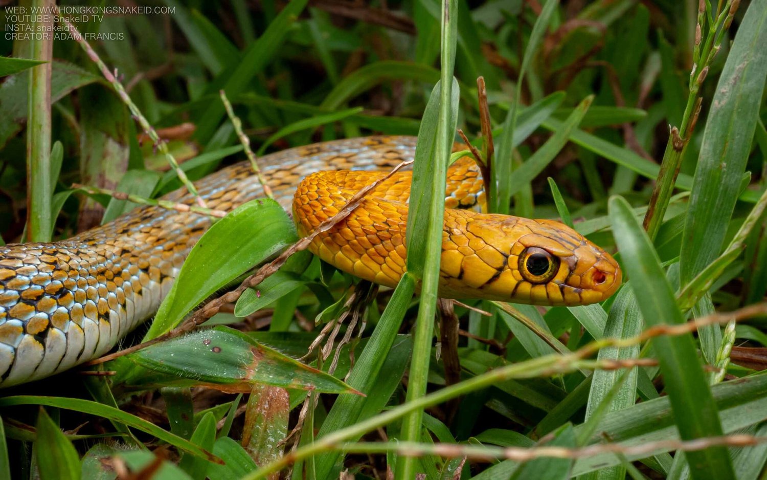 Buff-Striped Keelback - Amphiesma stolatum — HongKongSnakeID.com