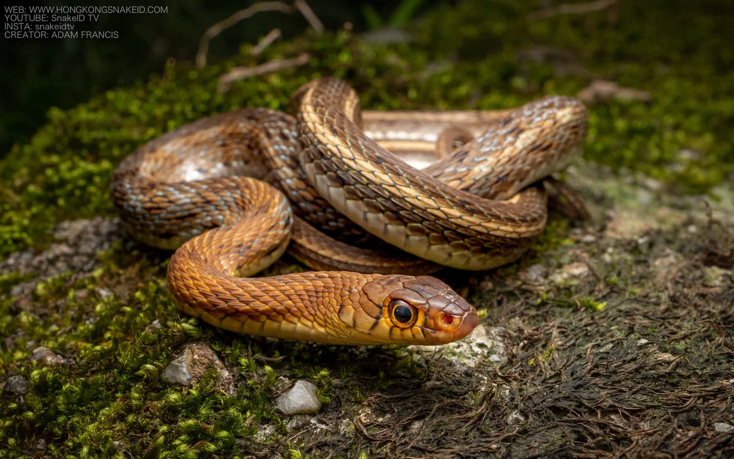 Buff-Striped Keelback - Amphiesma stolatum — HongKongSnakeID.com
