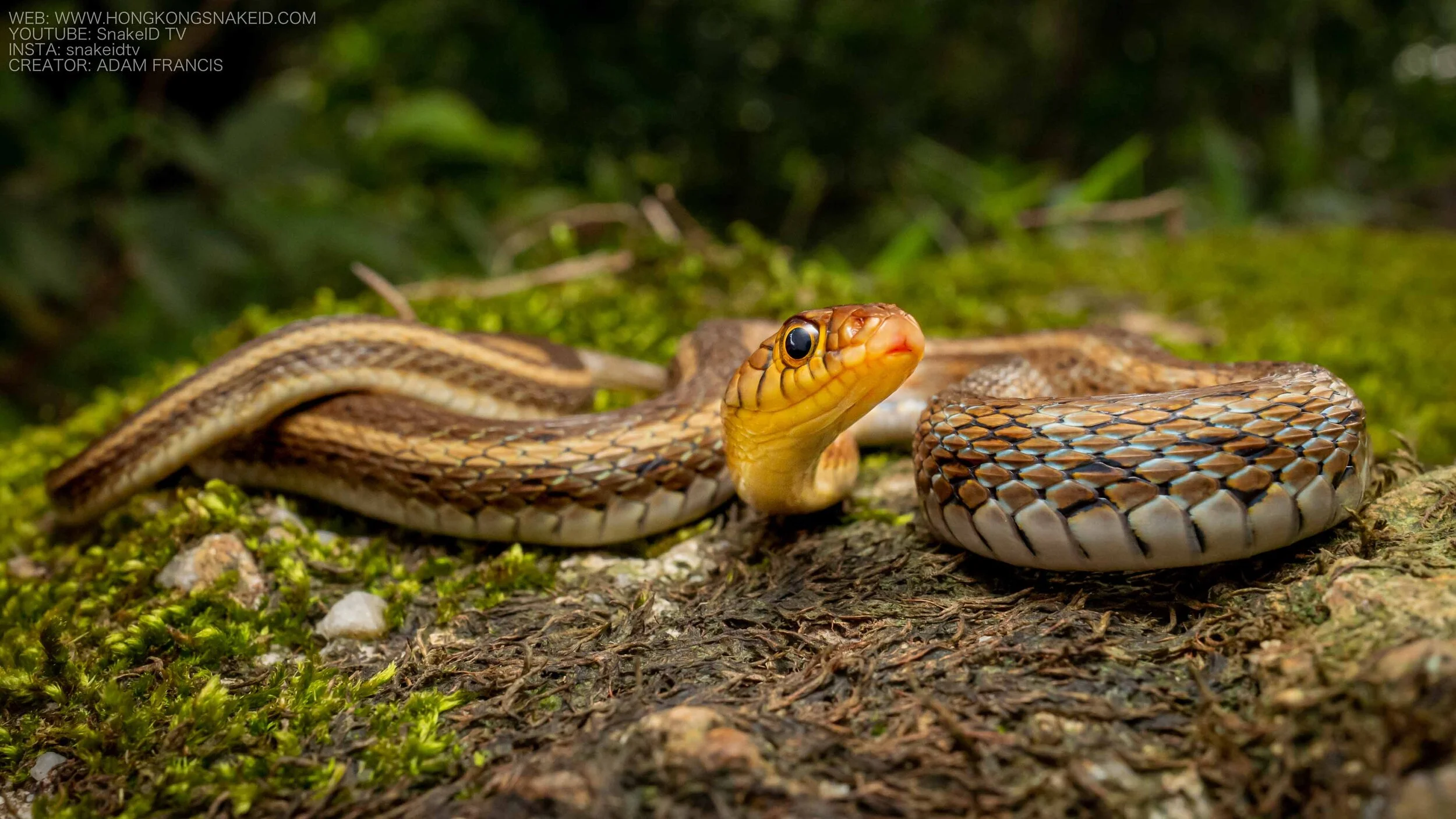 Buff-Striped Keelback - Amphiesma stolatum — HongKongSnakeID.com