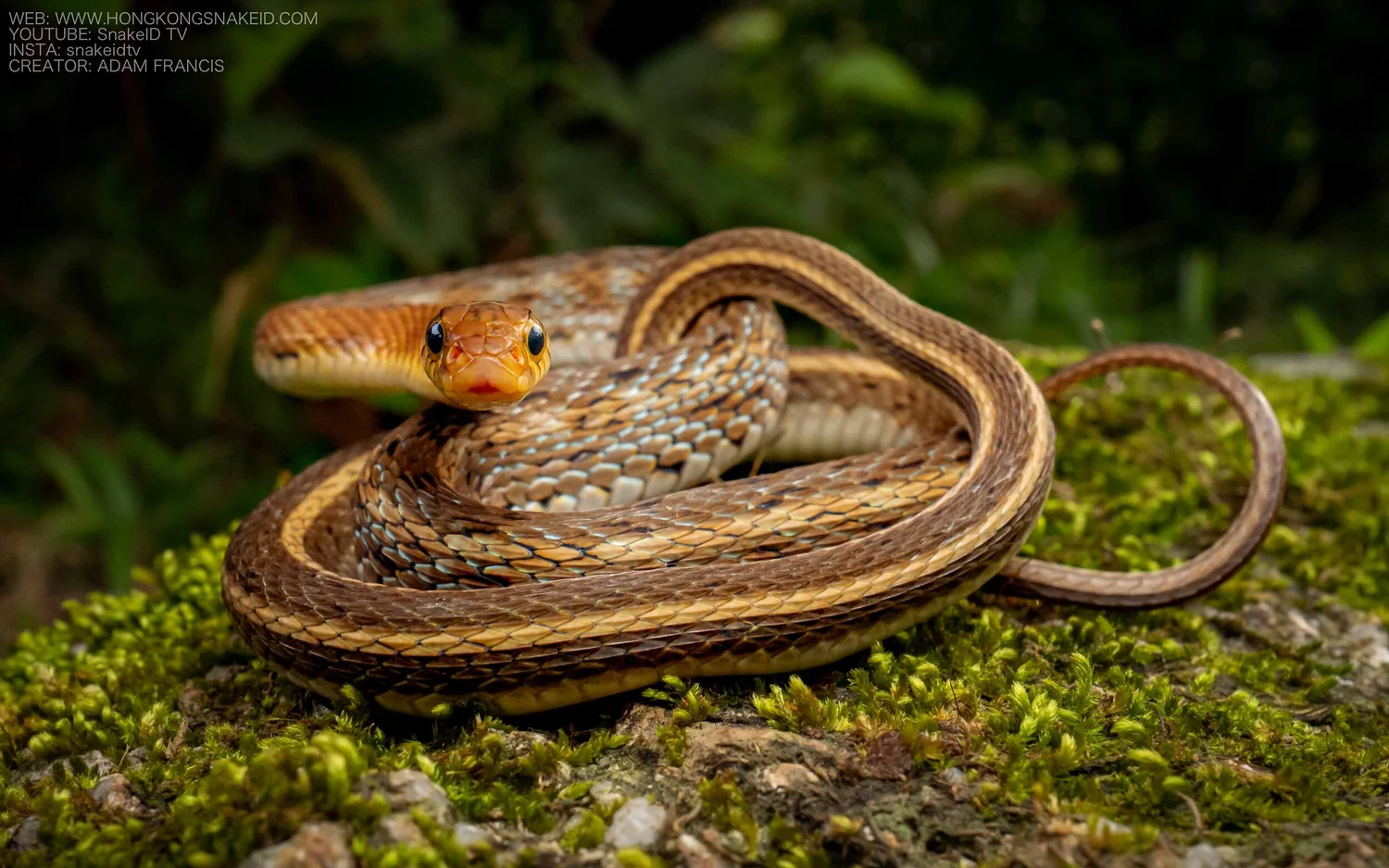 Buff-Striped Keelback - Amphiesma stolatum — HongKongSnakeID.com