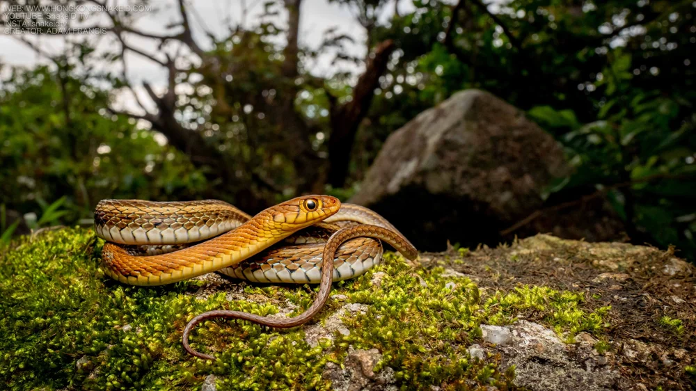 Buff-Striped Keelback - Amphiesma stolatum — HongKongSnakeID.com