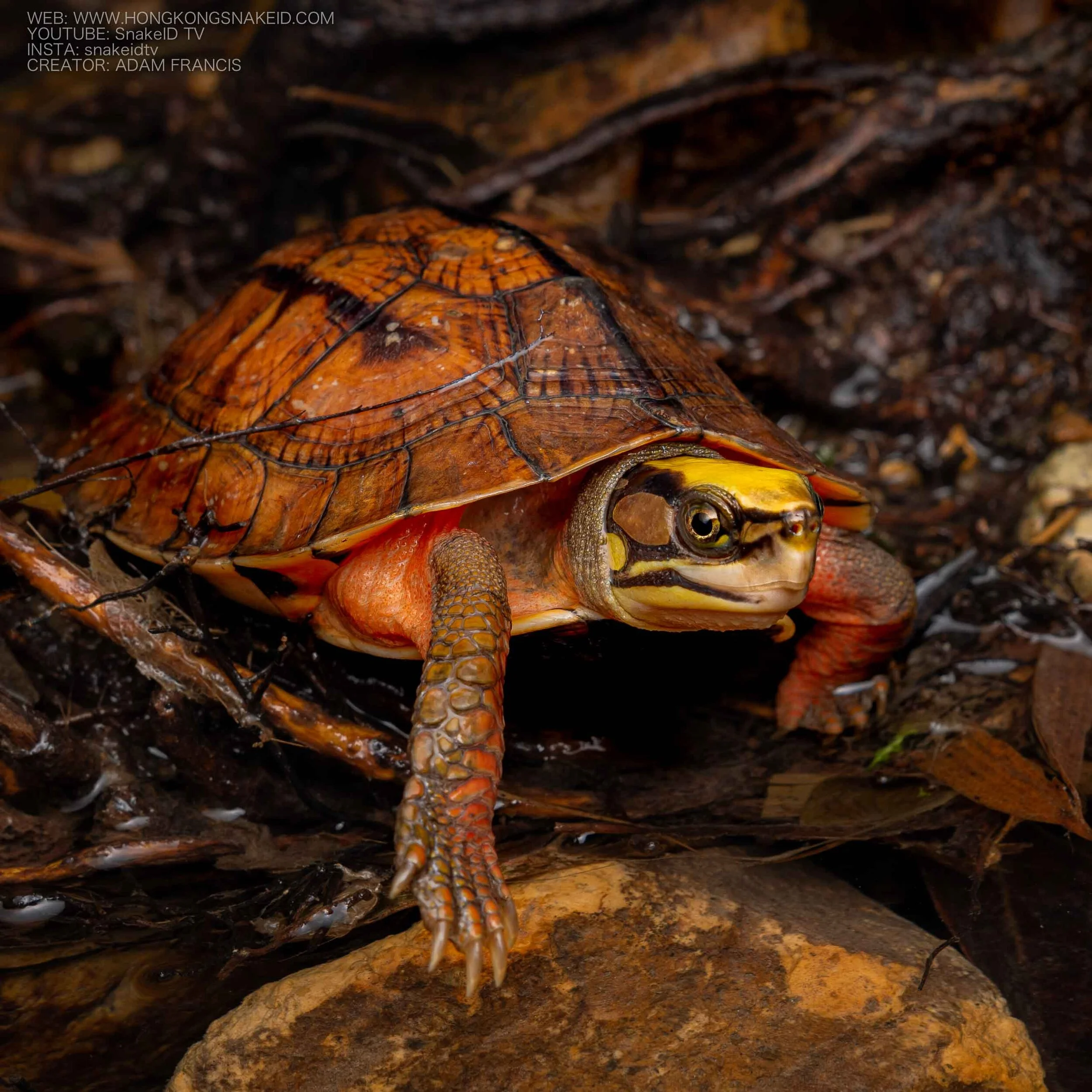 Hong Kong Turtle - Native and Introduced Species — HongKongSnakeID.com