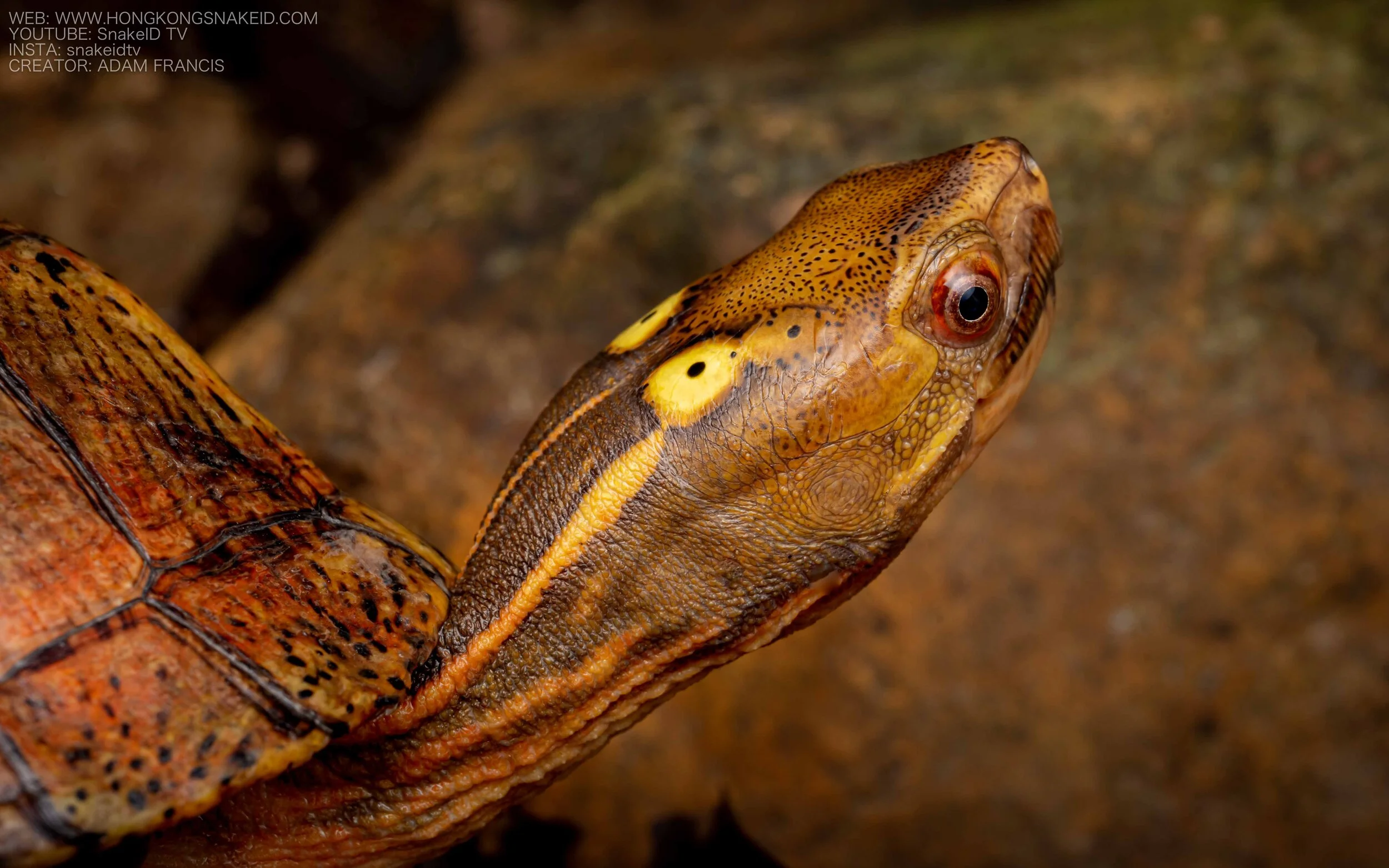Beale's Four Eyed Turtle - Sacalia bealei — HongKongSnakeID.com